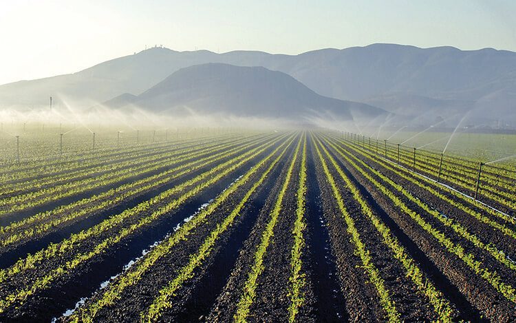 Preventing Clogging in Your Irrigation System - Amiad Water Systems